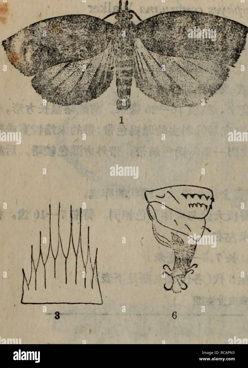 Shen bao hi-res stock photography and images - Alamy
