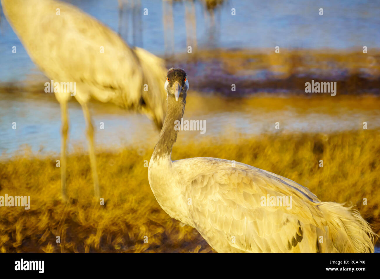 Common Crane birds in the Agamon Hula bird refuge, Hula Valley ...