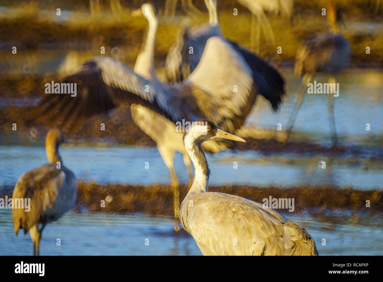 Common Crane birds in the Agamon Hula bird refuge, Hula Valley ...