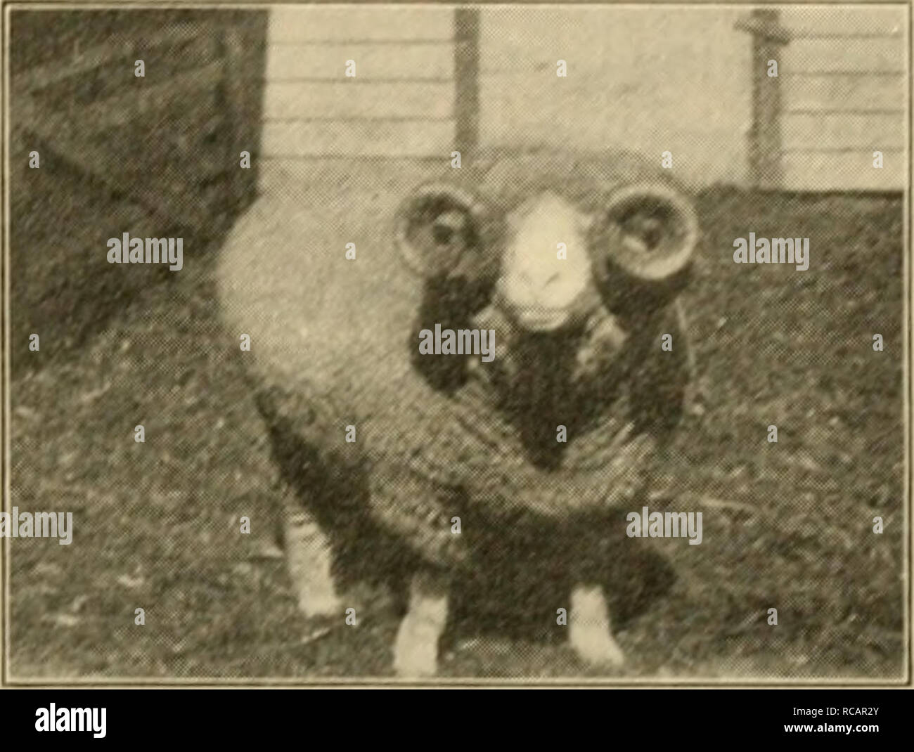 . Domesticated animals and plants; a brief treatise upon the origin and ...