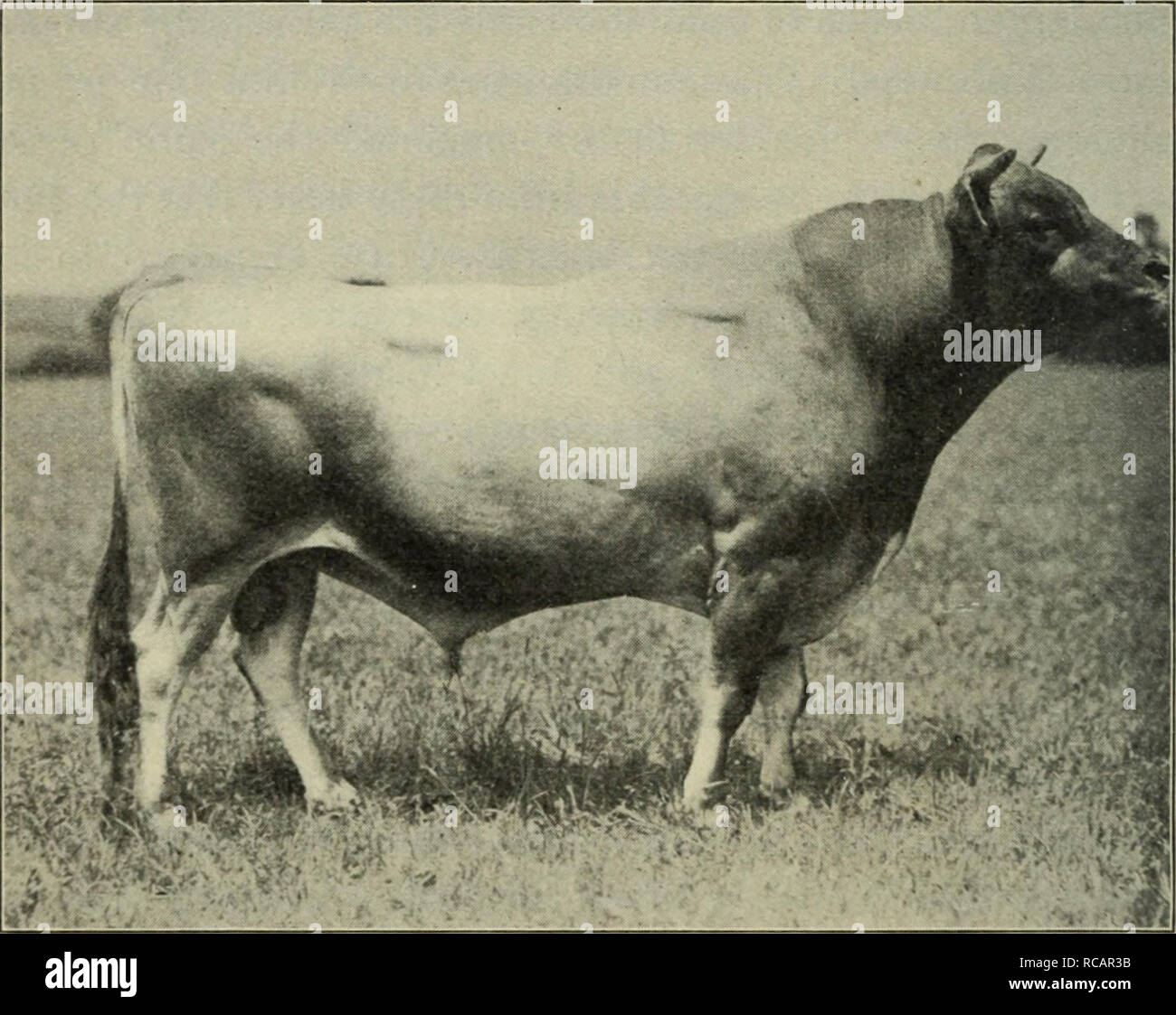 . Domesticated animals and plants; a brief treatise upon the origin and ...