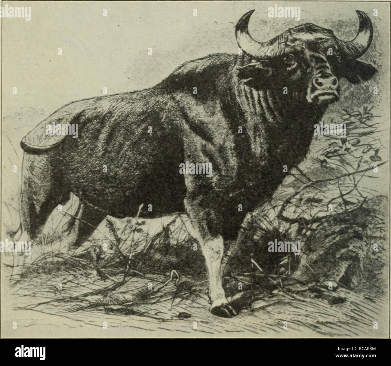 . Domesticated animals and plants; a brief treatise upon the origin and ...