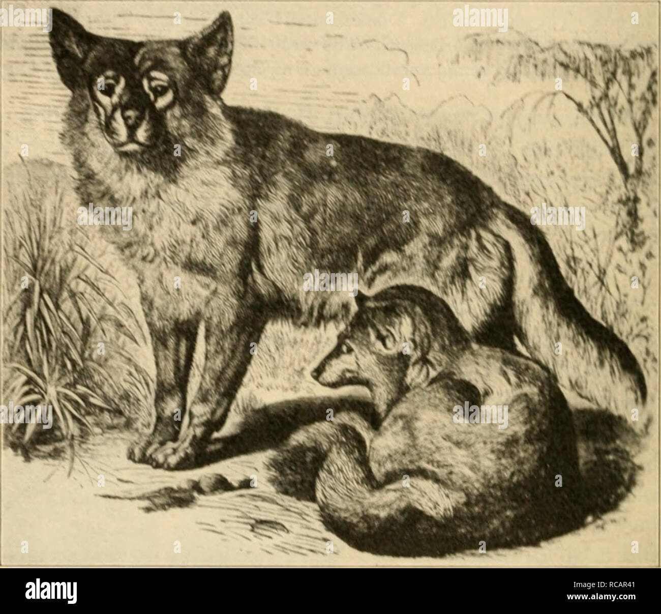 Pioi hi-res stock photography and images - Alamy