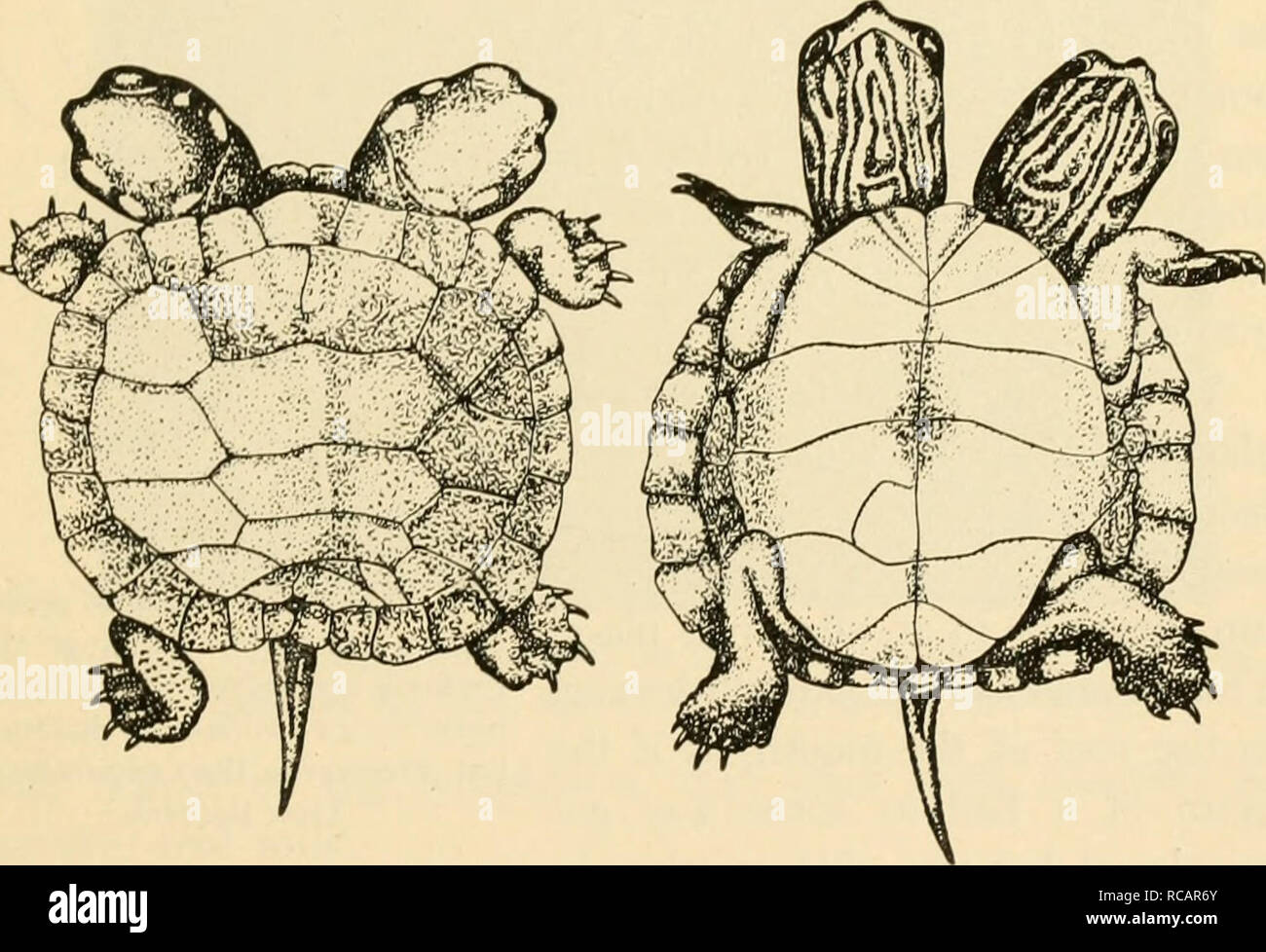 Two headed turtle hi-res stock photography and images - Alamy