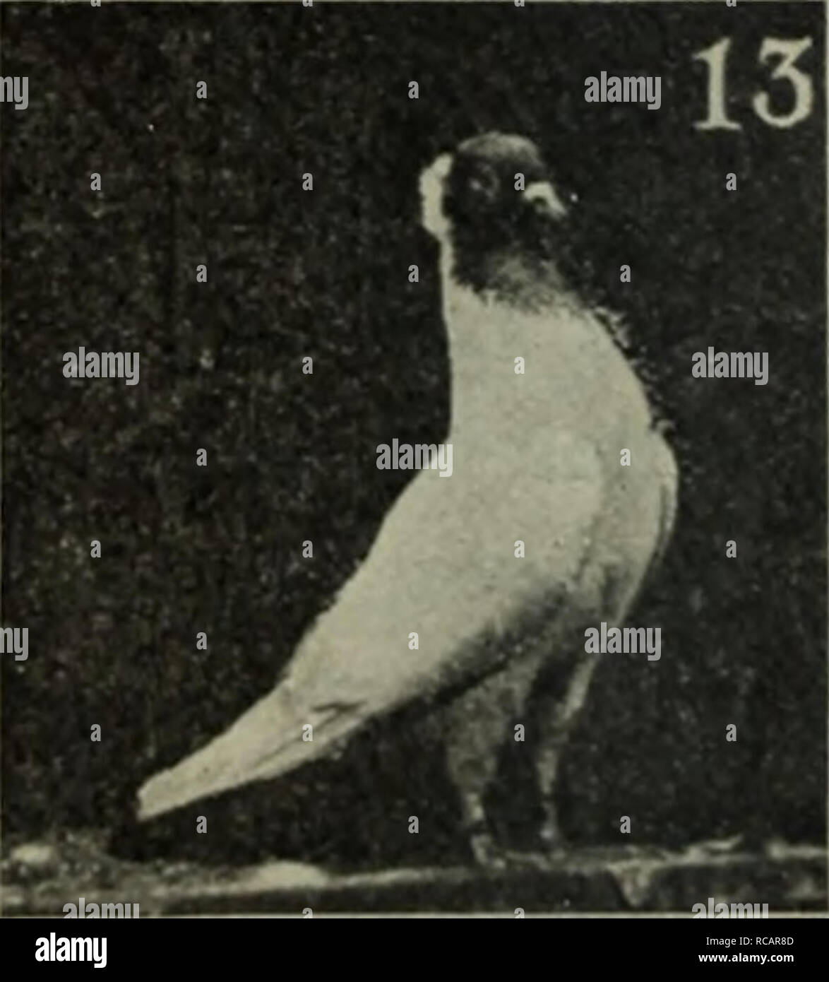 . Domesticated animals and plants; a brief treatise upon the origin and ...