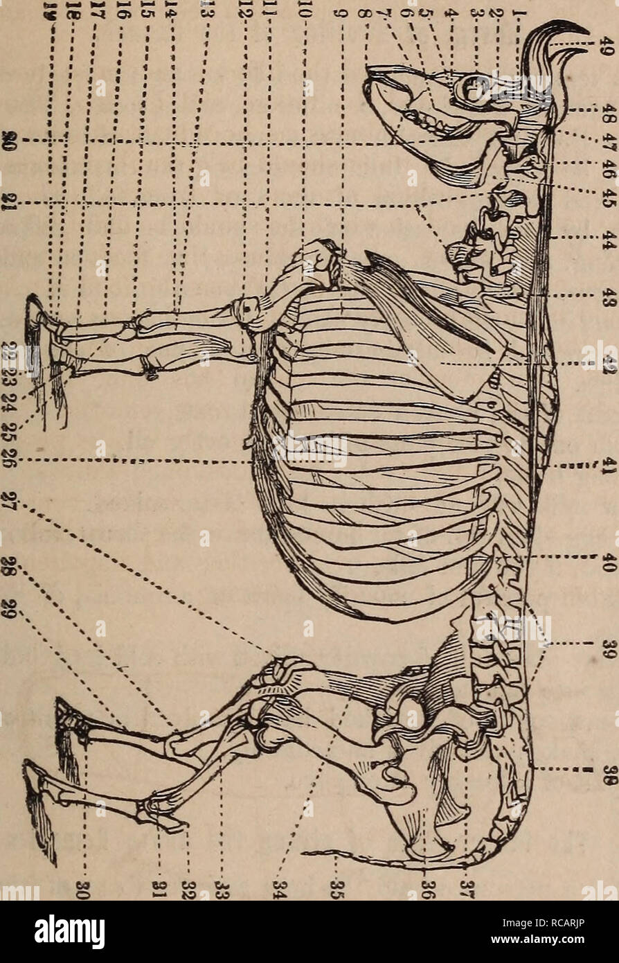 True Ribs Stock Photos & True Ribs Stock Images - Alamy