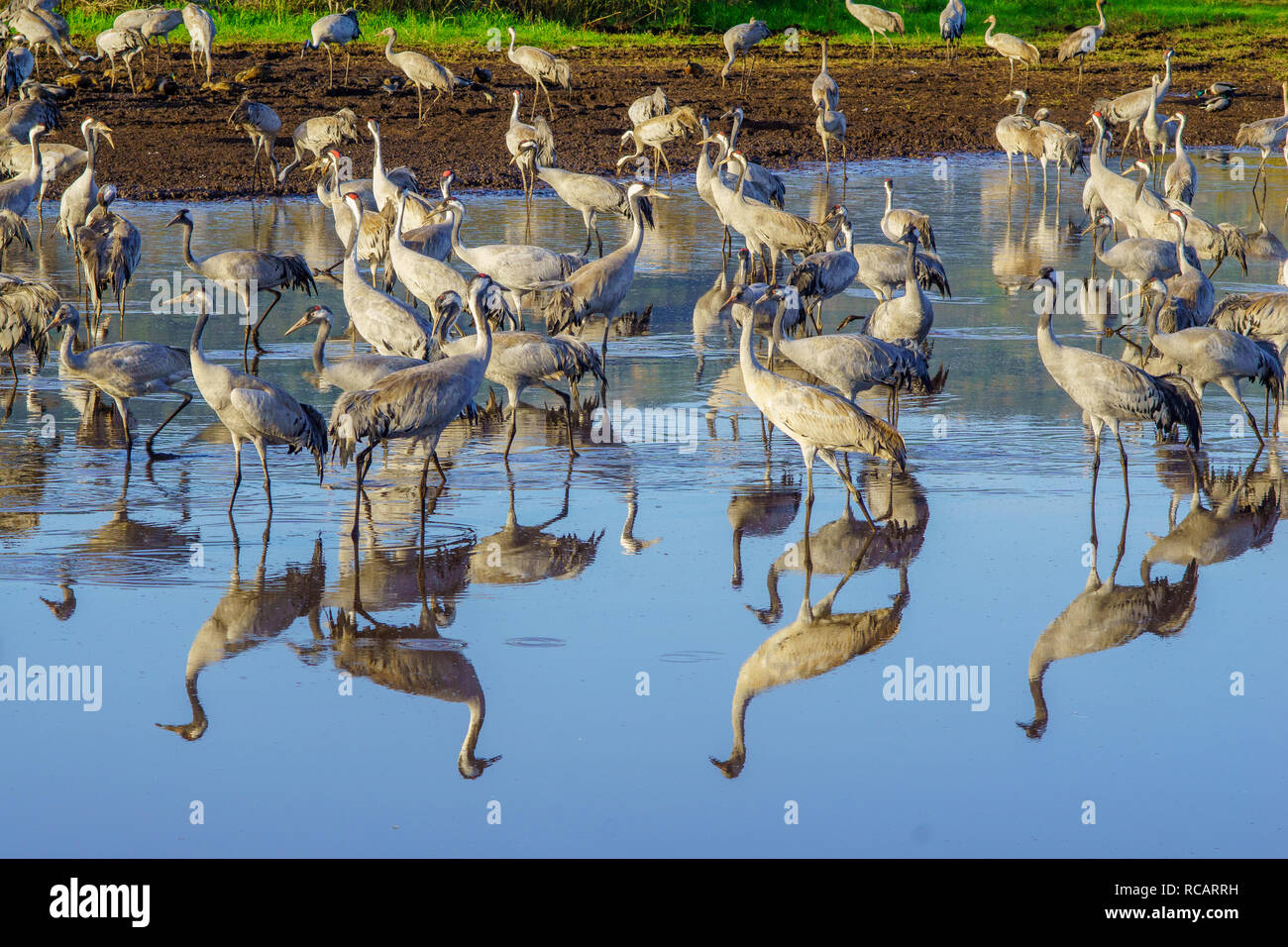 Common Crane birds in the Agamon Hula bird refuge, Hula Valley ...
