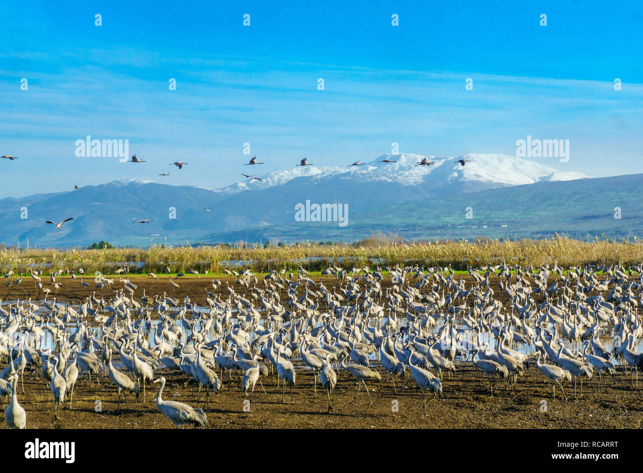 Common Crane birds in the Agamon Hula bird refuge, with Mount Hermon in ...