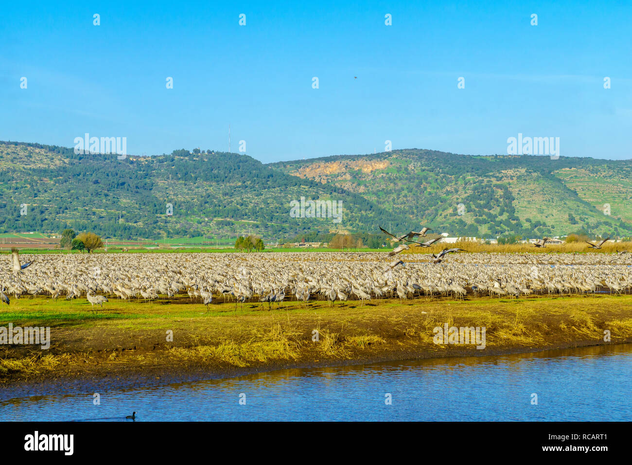 Common Crane birds in the Agamon Hula bird refuge, Hula Valley ...