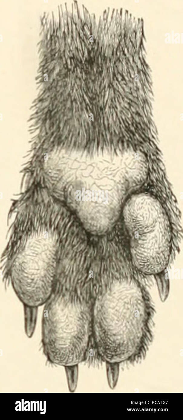 . Dogs, jackals, wolves, and foxes: a monograph of the Canidae. With ...