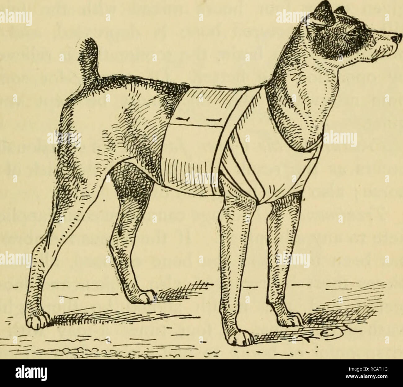 . The dog's medical dictionary : an encyclopedia of the diseases, their ...