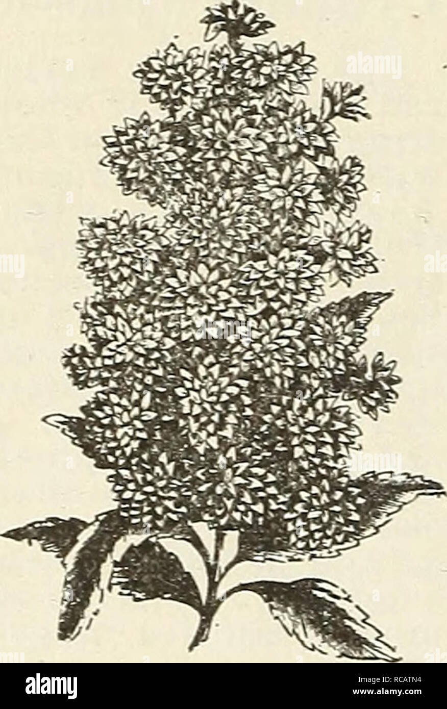 Common flowering quince hi-res stock photography and images - Alamy