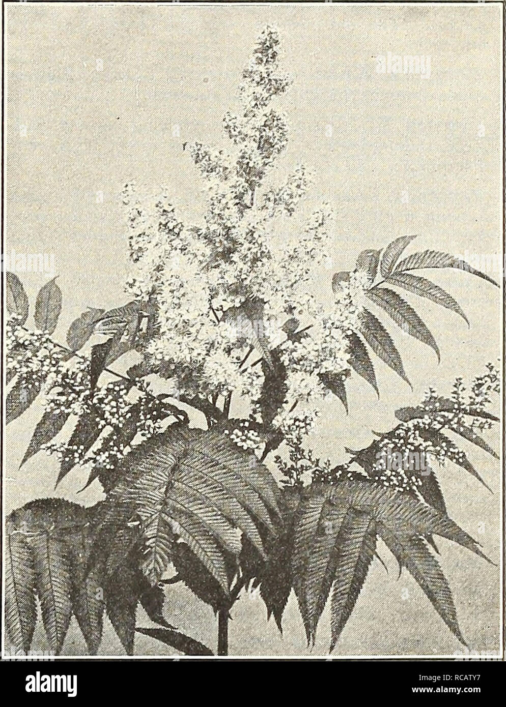 Rocky mountain flowering raspberry hi-res stock photography and images ...