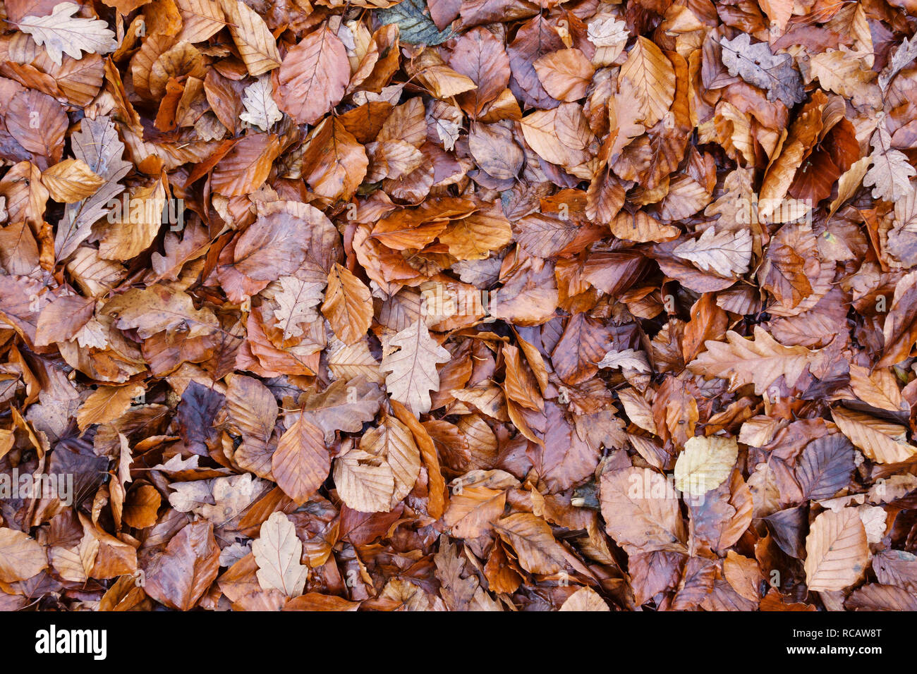Autumn leaves in the uk countryside hi-res stock photography and images ...