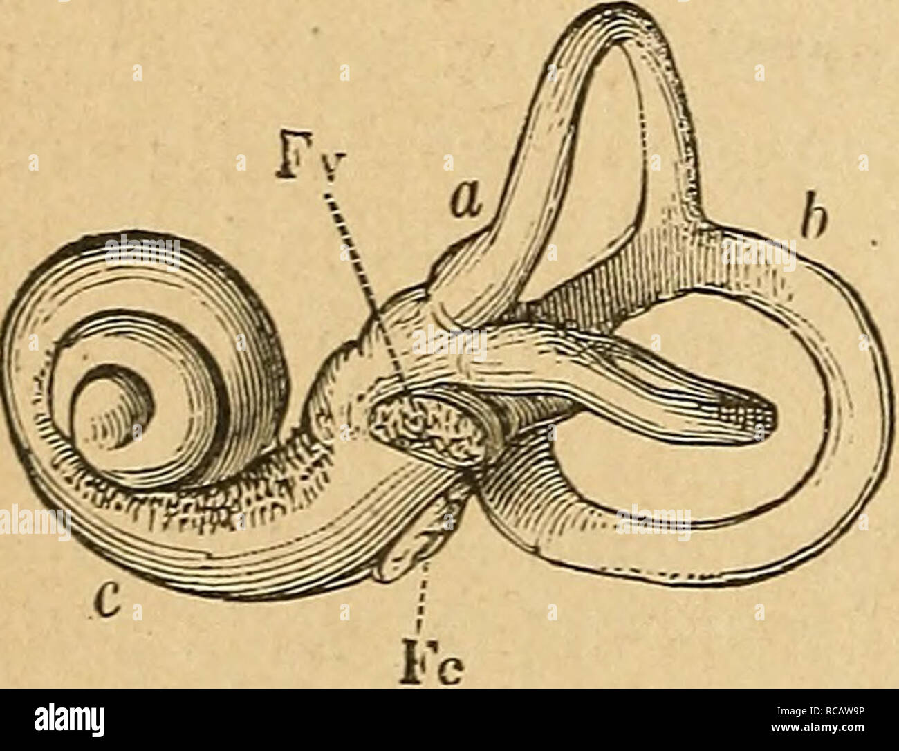 . ElÃ©ments d'anatomie et de physiologie gÃ©nitale et obstÃ©tricale ...