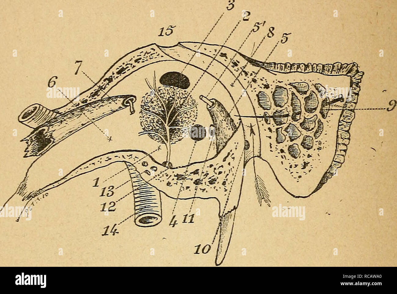 . Eléments d'anatomie et de physiologie génitale et obstétricale ...