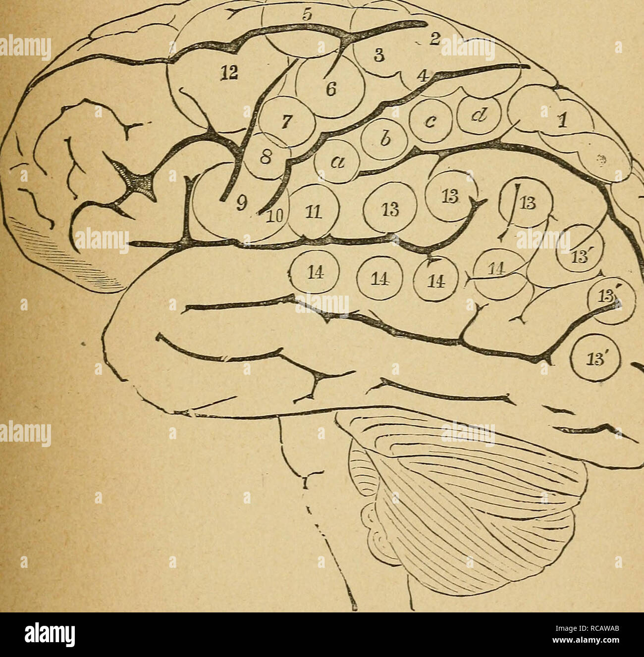 Corps d'organe hi-res stock photography and images - Alamy