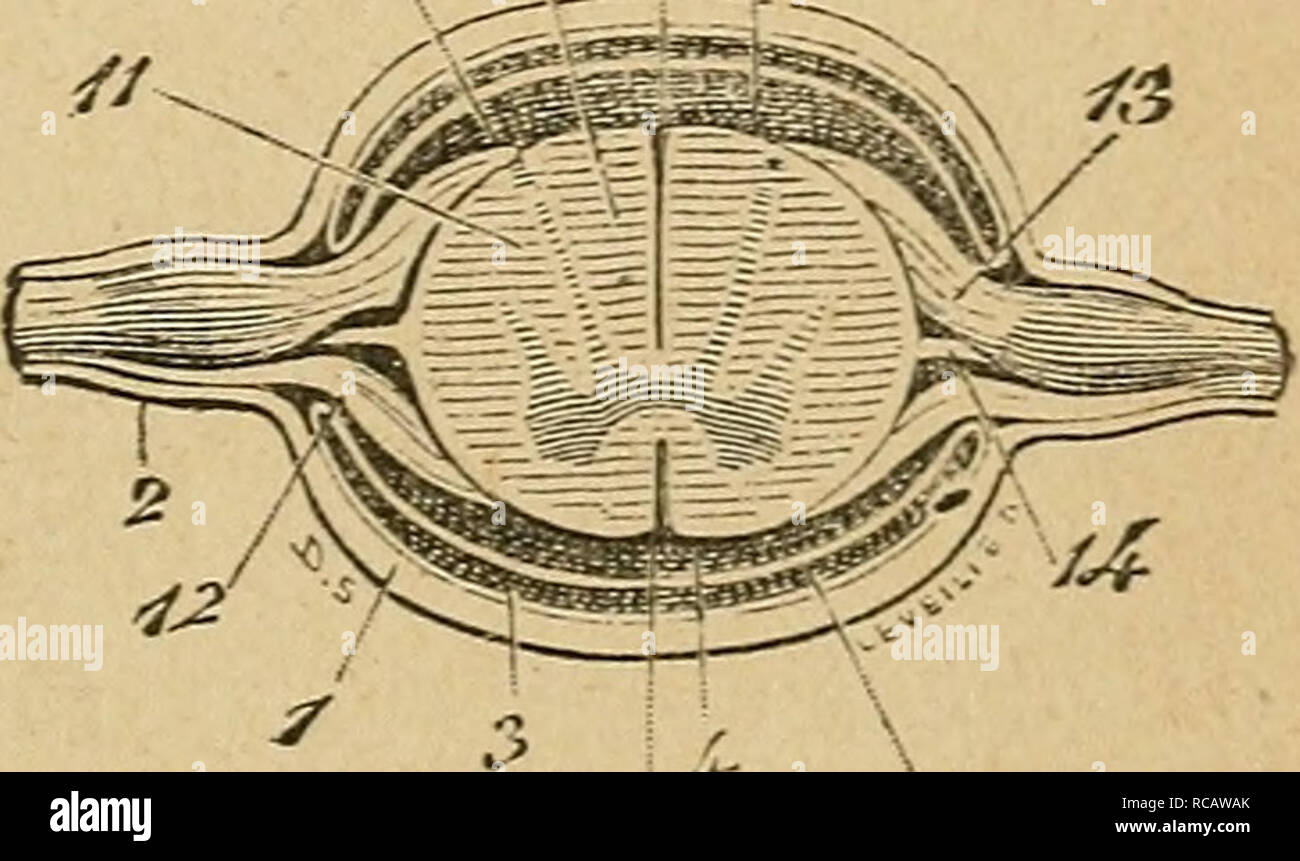 Organe du cervelet du cerveau humain hi-res stock photography and ...