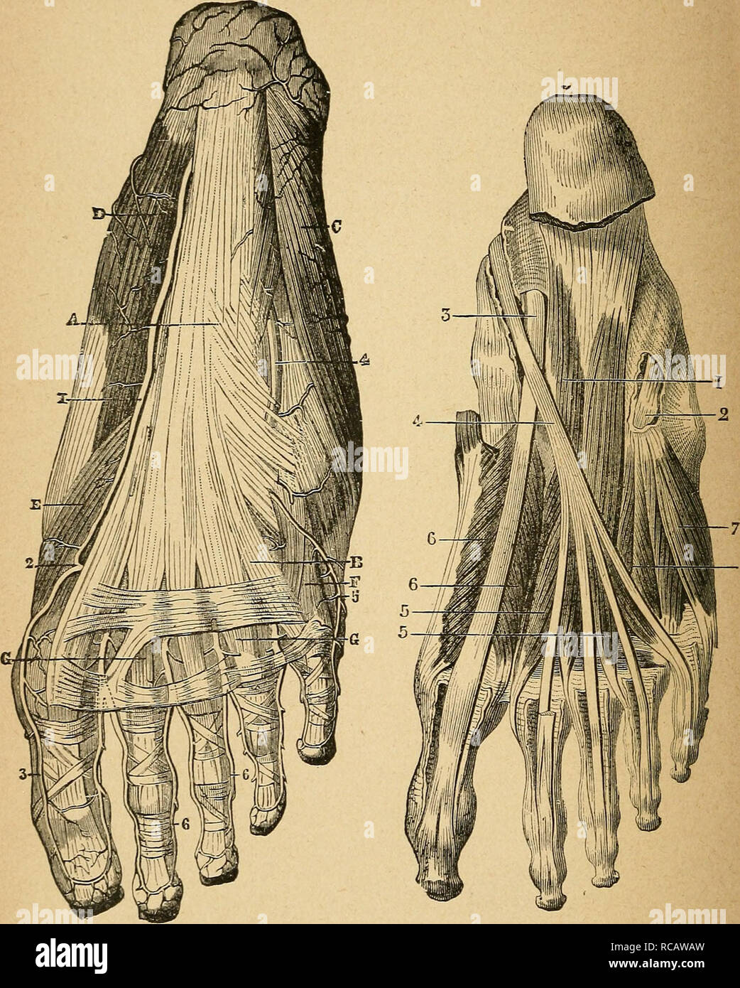 Muscles du bassin humain hi-res stock photography and images - Alamy