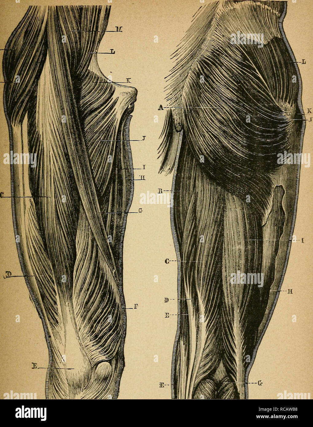 Corps humain muscles hi-res stock photography and images - Alamy
