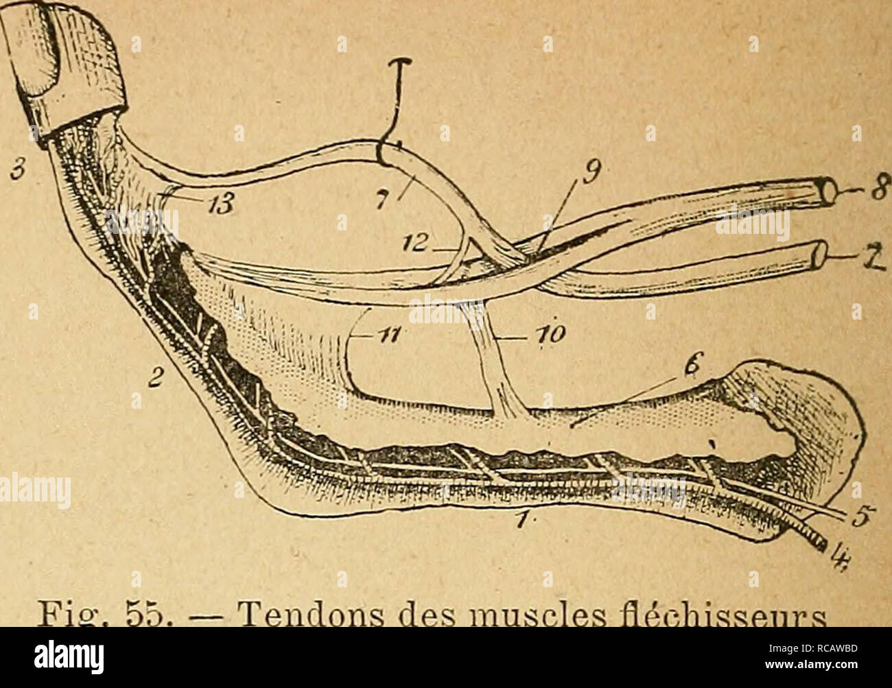 . Eléments d'anatomie et de physiologie génitale et obstétricale ...