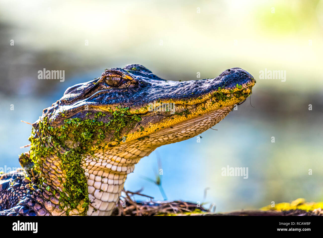 Alligator Profile High Resolution Stock Photography and Images - Alamy