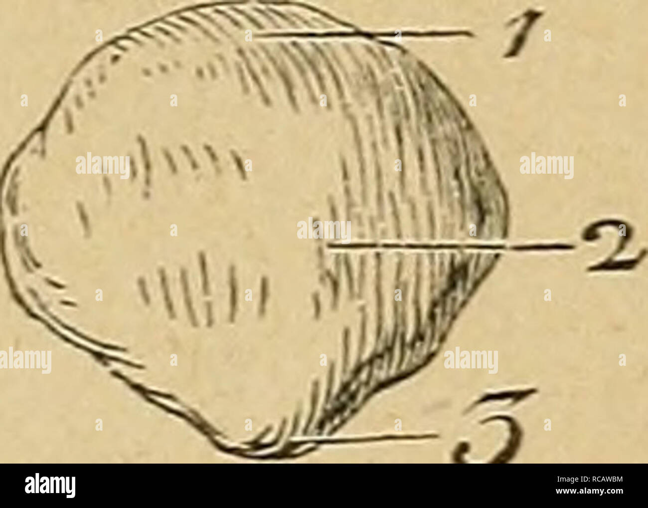 Os de la cuisse humain hi-res stock photography and images - Alamy