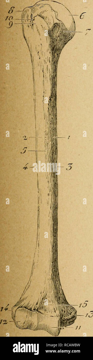 Bassin humain hi-res stock photography and images - Alamy