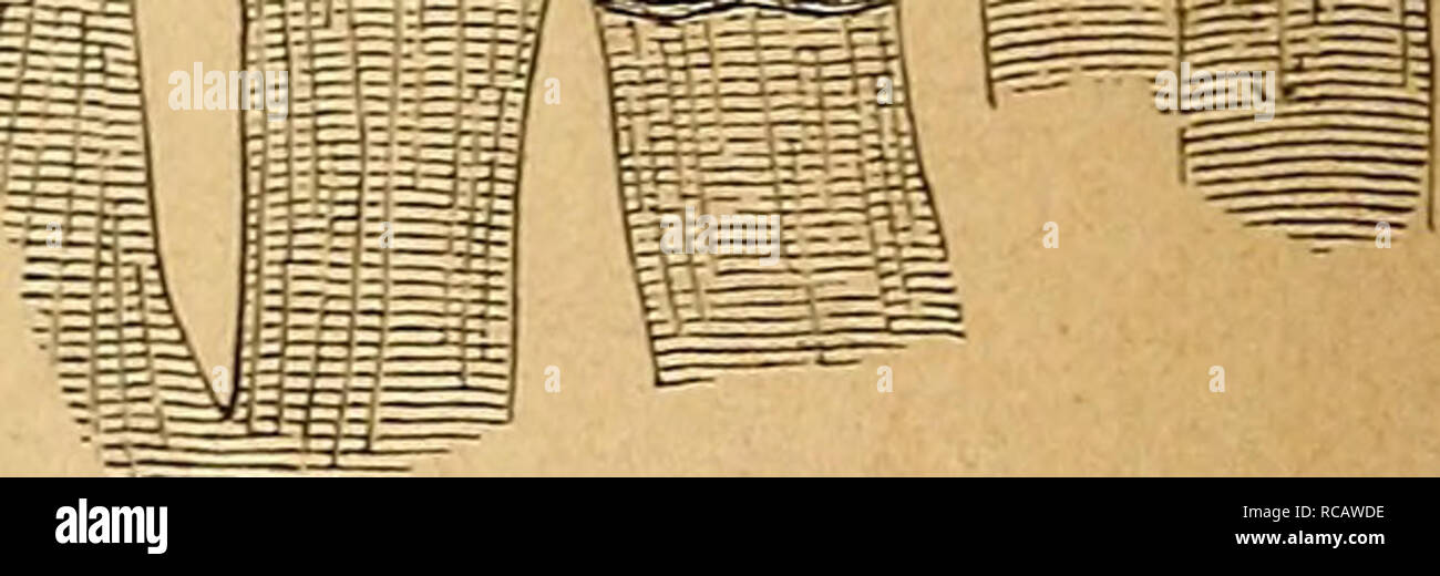 Cellules de la vessie hi-res stock photography and images - Alamy