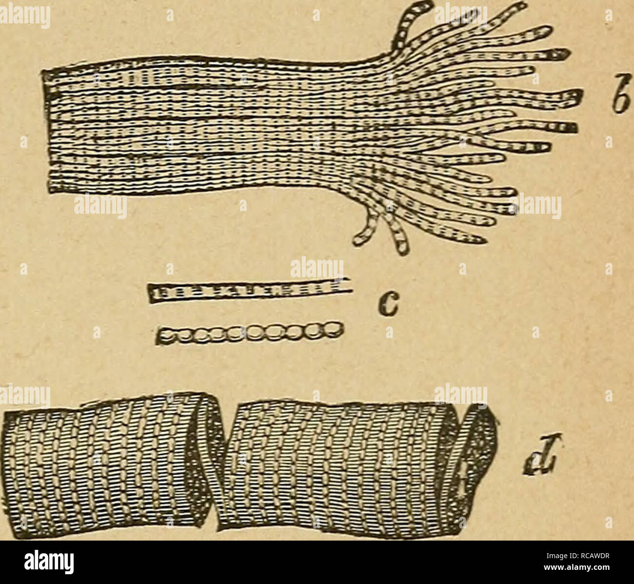 Tissu musculaire humain hi-res stock photography and images - Alamy