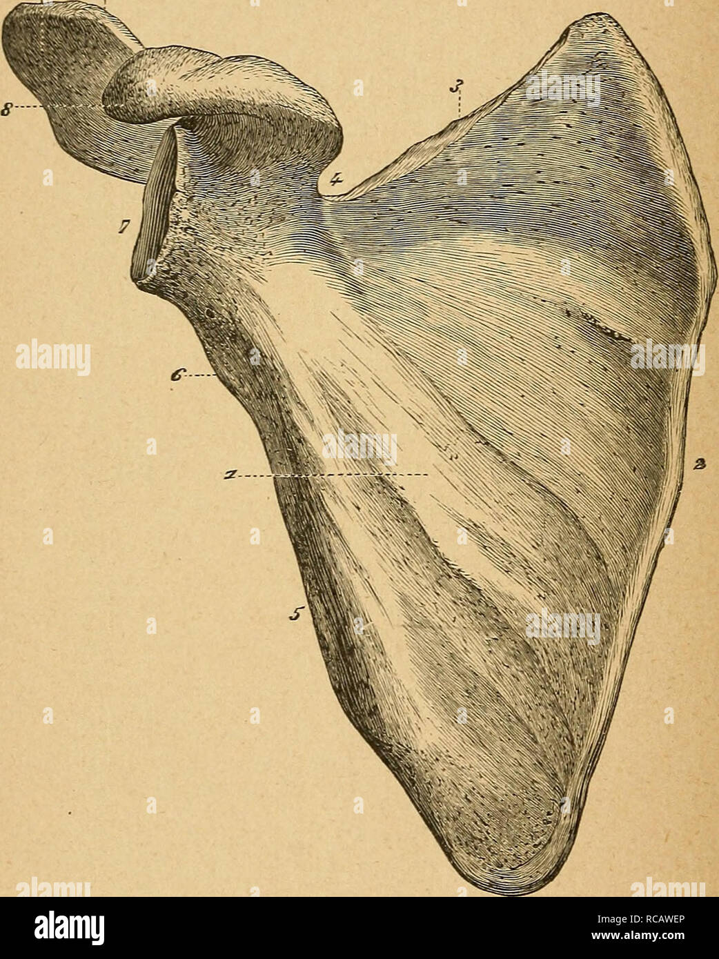 Tissus corps humain hi-res stock photography and images - Alamy