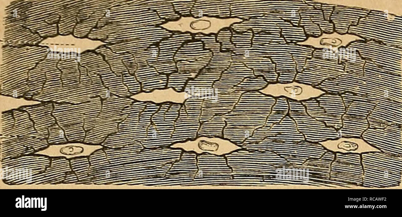 Tissus corps humain hi-res stock photography and images - Alamy