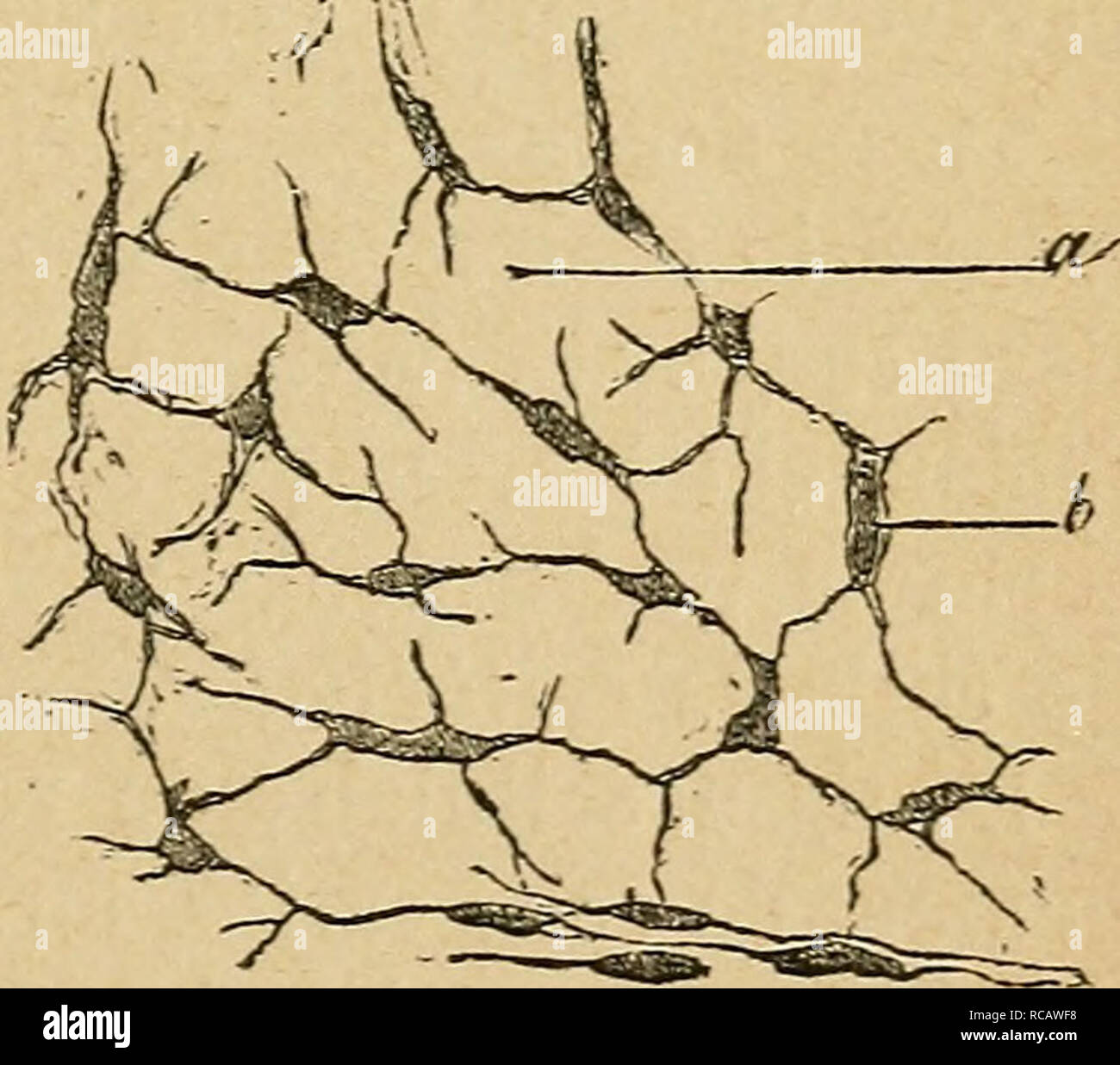 Anatomie des tissus hi-res stock photography and images - Alamy
