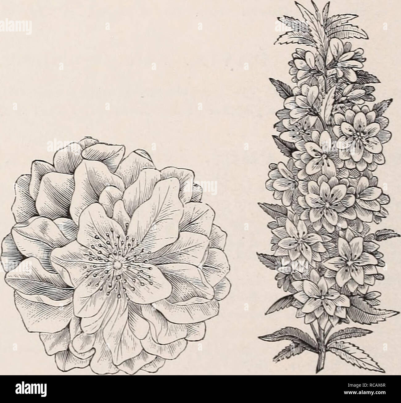 . Ellwanger & Barry's general catalogue : Mount Hope nurseries ...