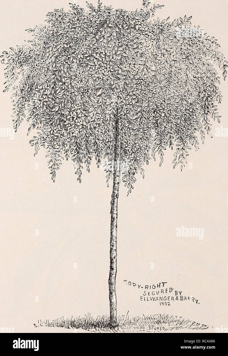 Weeping standard rose hi-res stock photography and images - Alamy