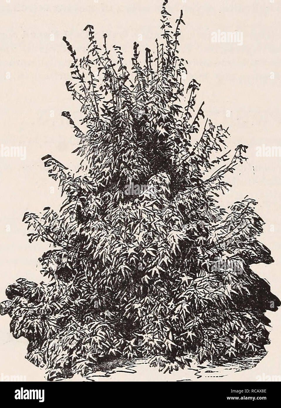 Deeply dissected foliage hi-res stock photography and images - Alamy