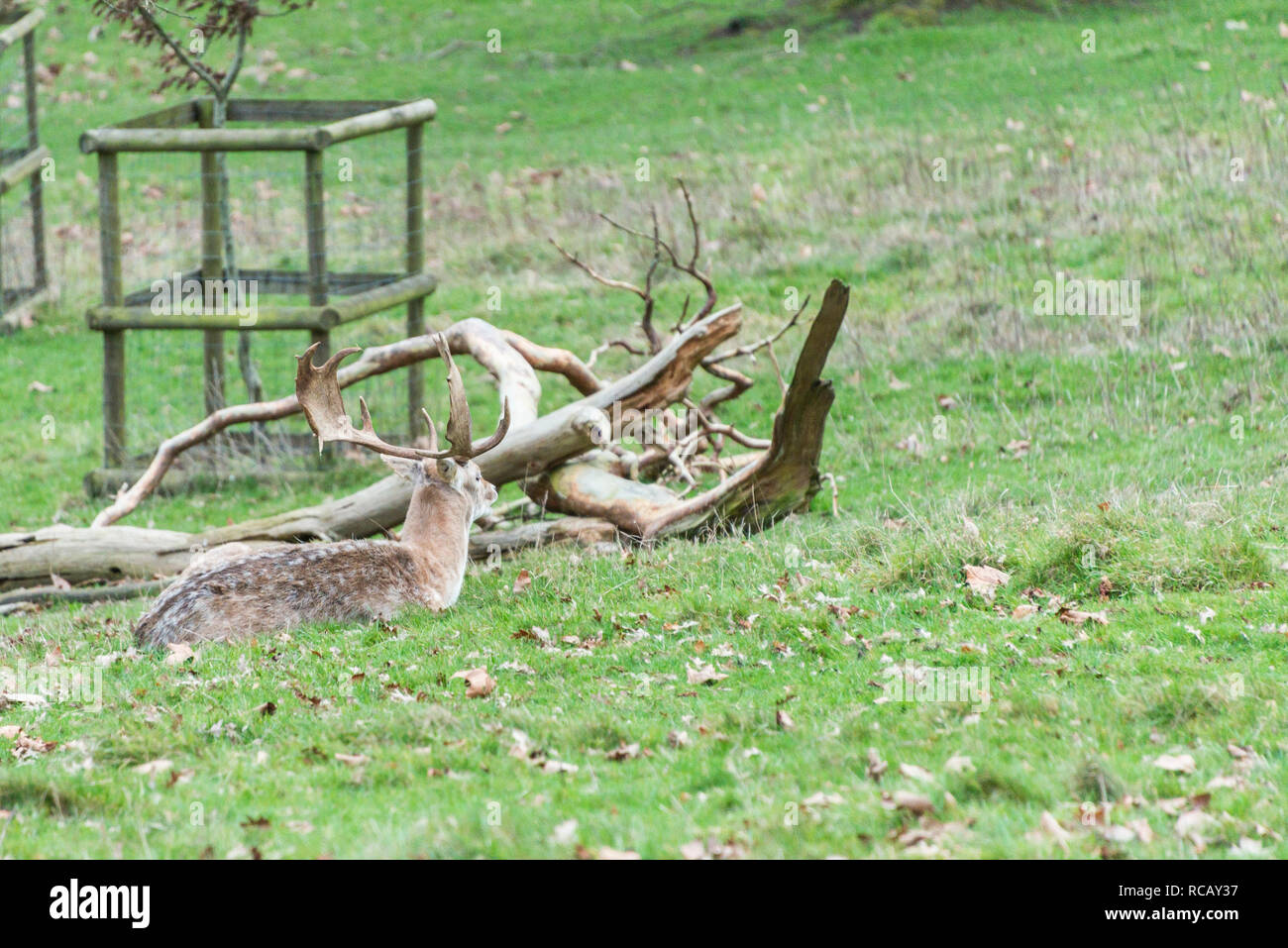 Deer sitting down hi-res stock photography and images - Alamy