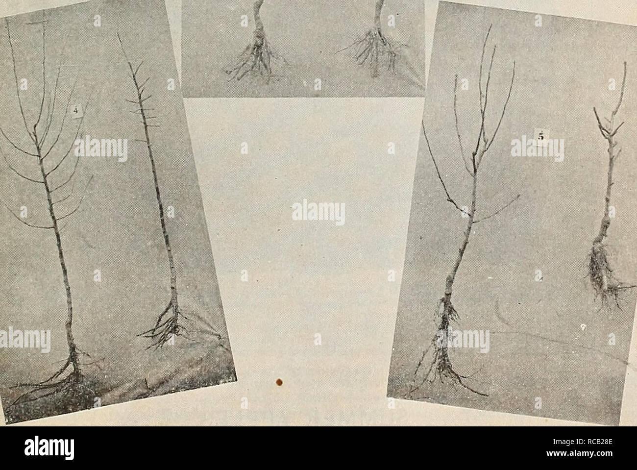 . [Ellwanger & Barry's general catalogue]. 1. HOW TO PKEPAEE FKUIT ...