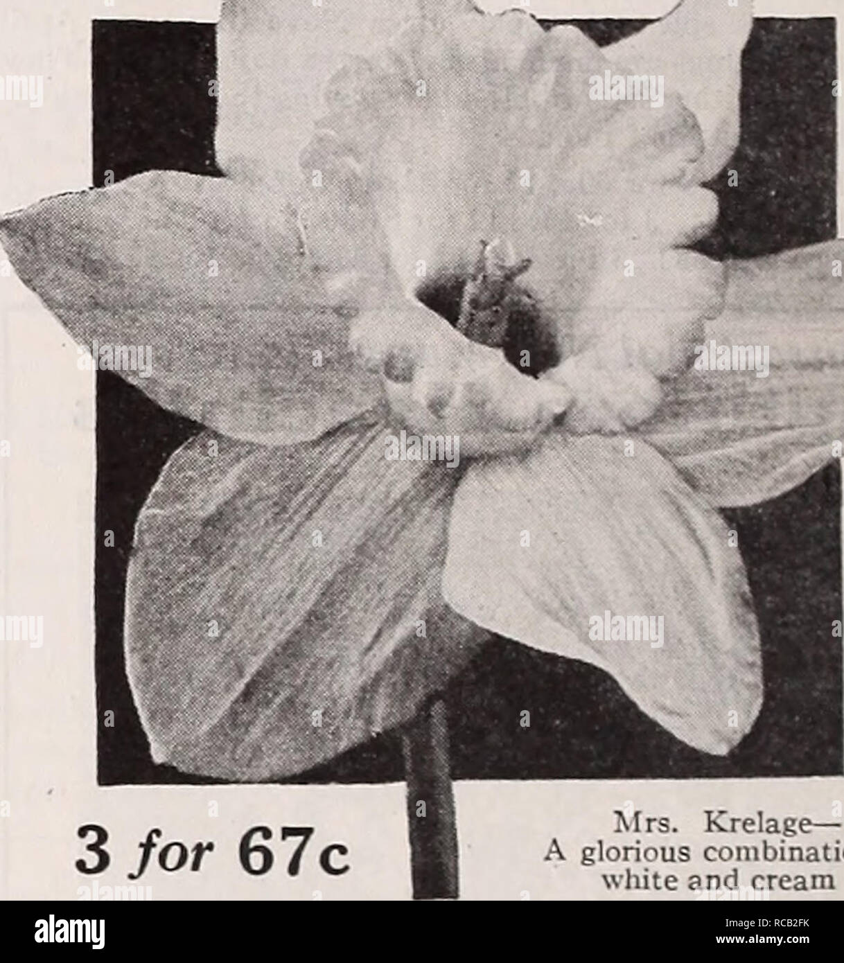 Beale trumpet hi-res stock photography and images - Alamy