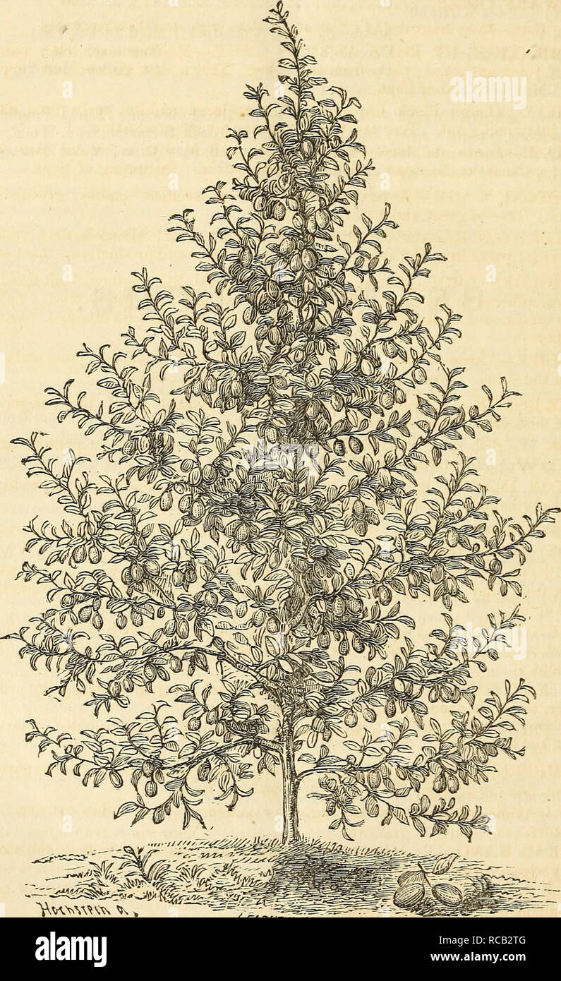 Young ponds seedling plum tree hi-res stock photography and images - Alamy