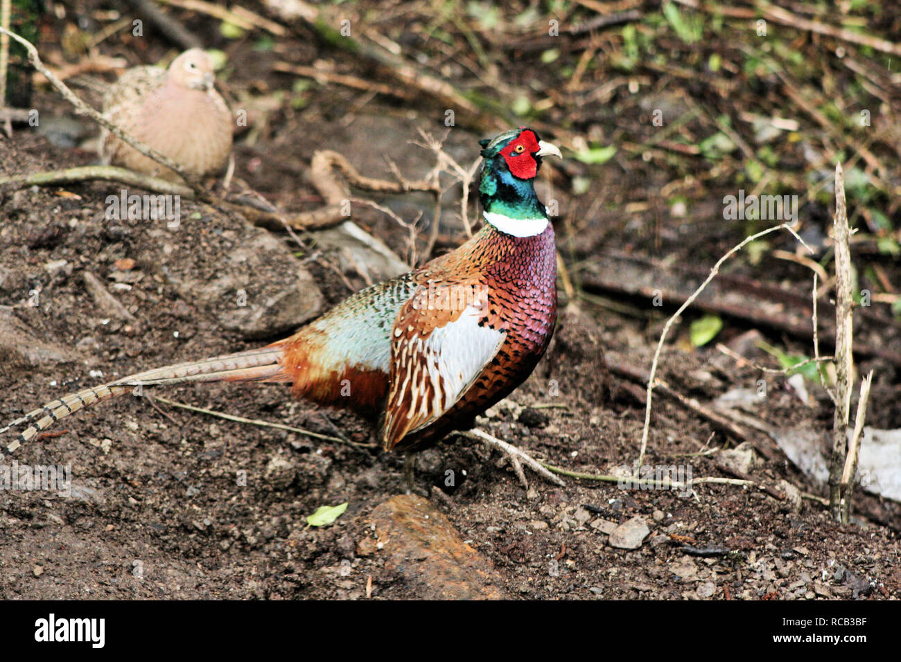 A picture of a Pheasant Stock Photo - Alamy