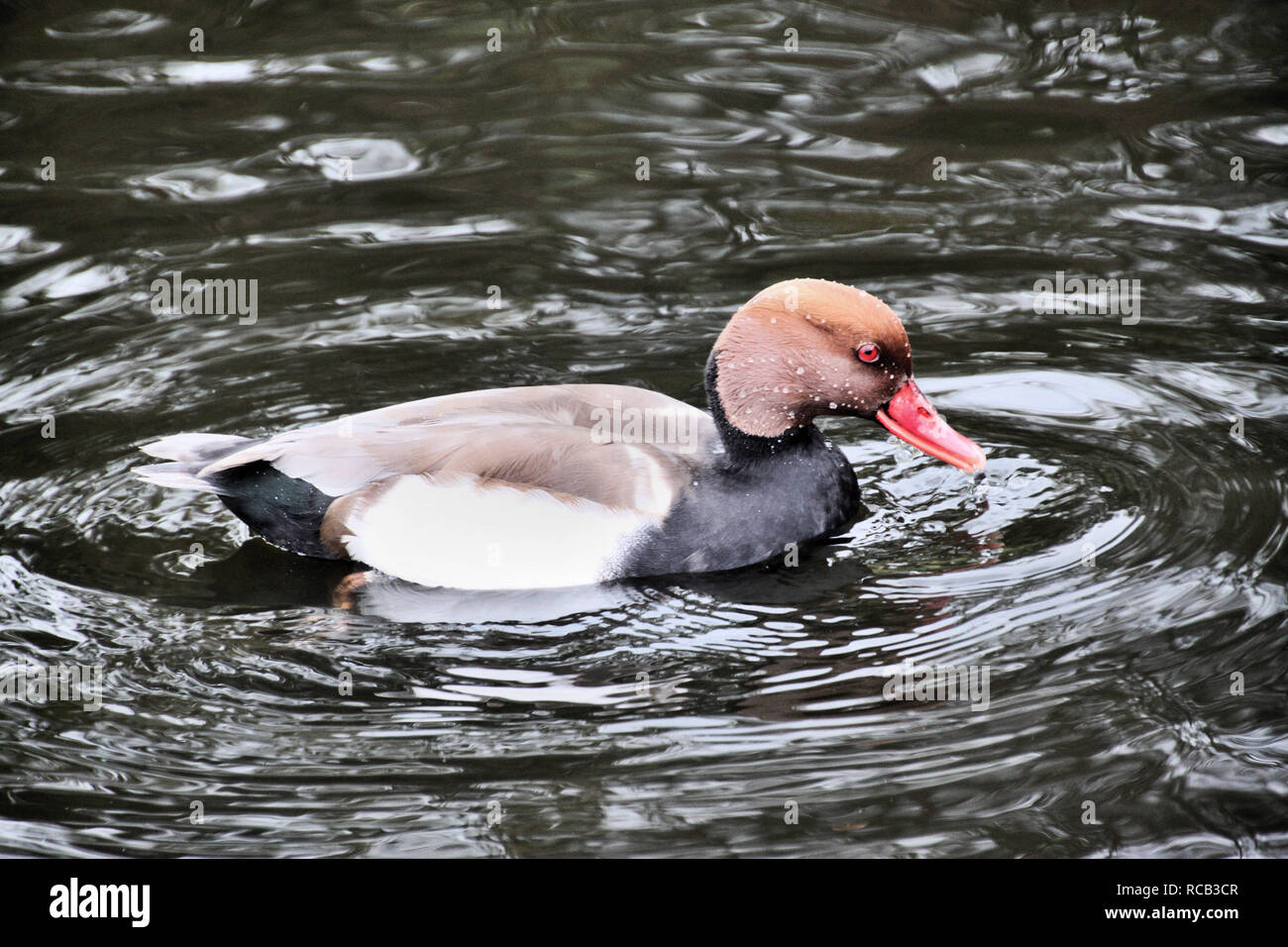 A picture of a Pochard Stock Photo - Alamy