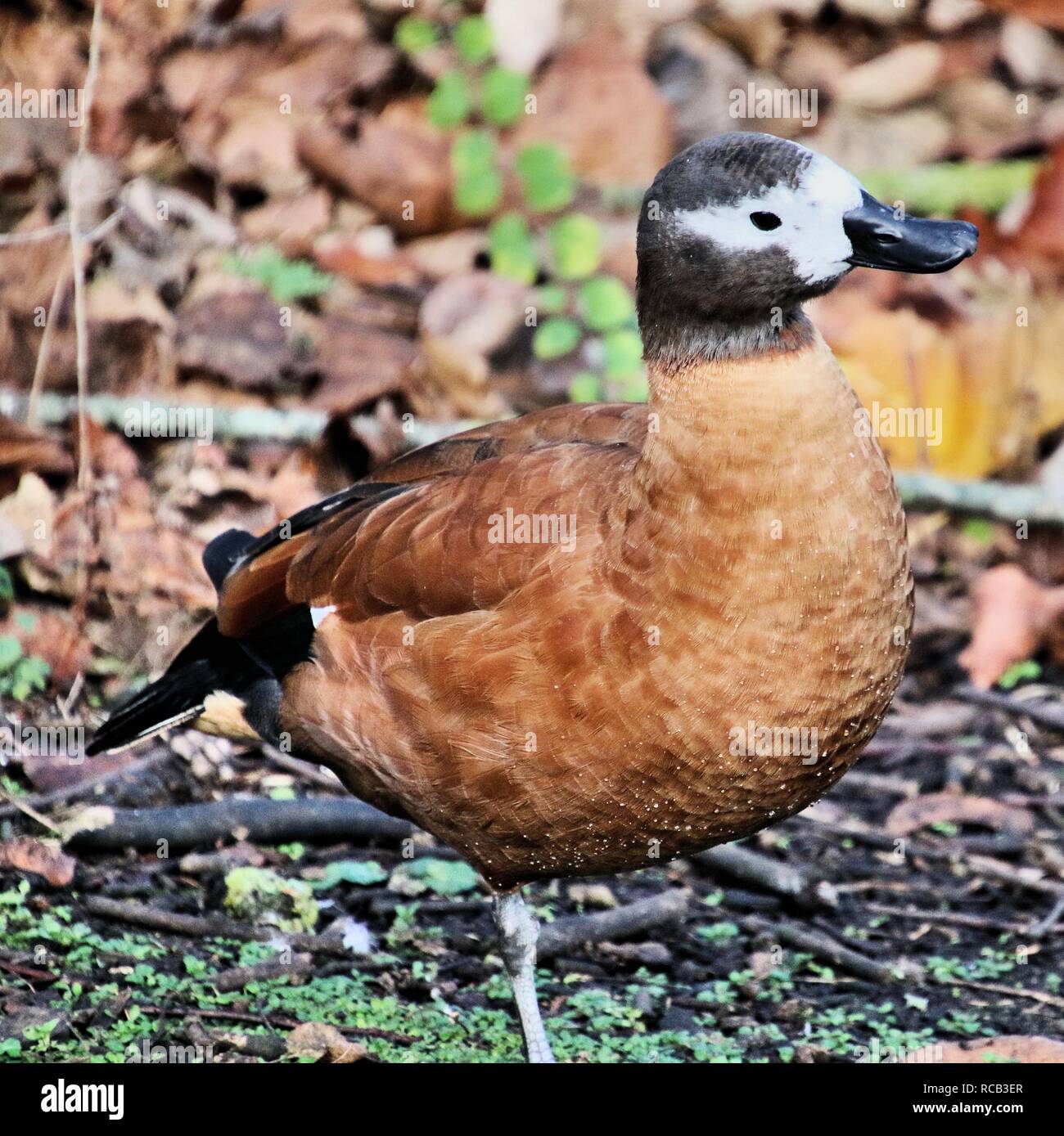 A picture of a South African Shelduck Stock Photo - Alamy