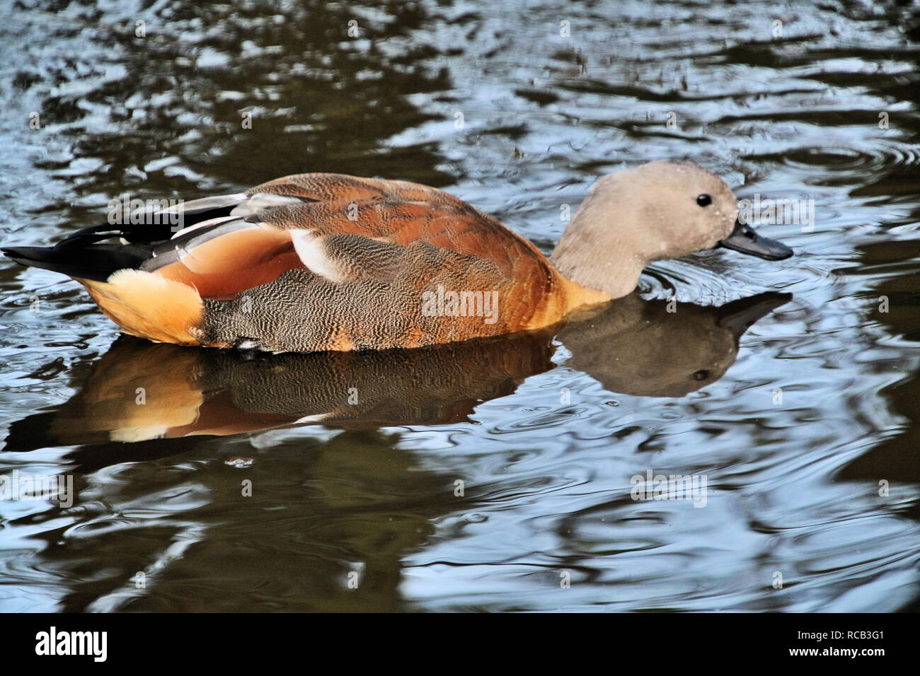 A picture of a South African Shelduck Stock Photo - Alamy
