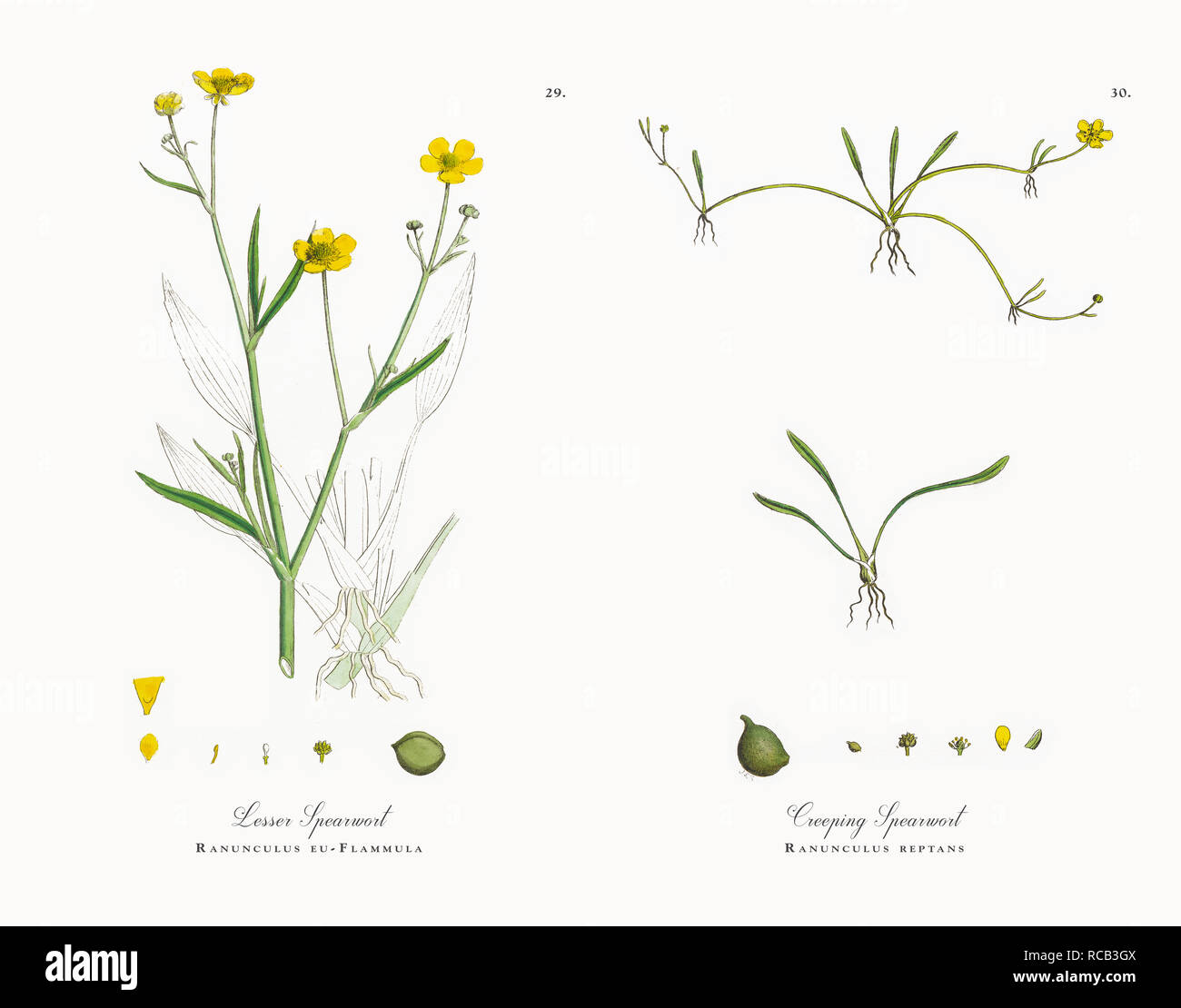 Antique Victorian Botanical Illustrations, Circa 1863 Stock Photo - Alamy