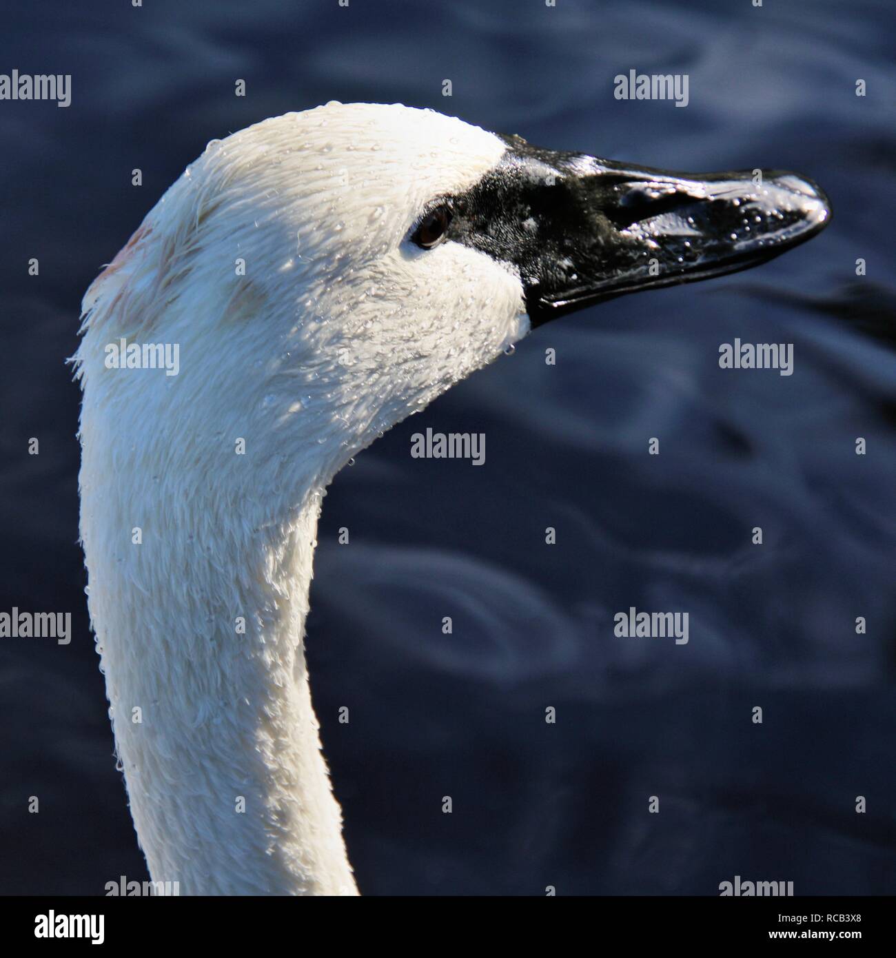 Black swan head picture hi-res stock photography and images - Alamy
