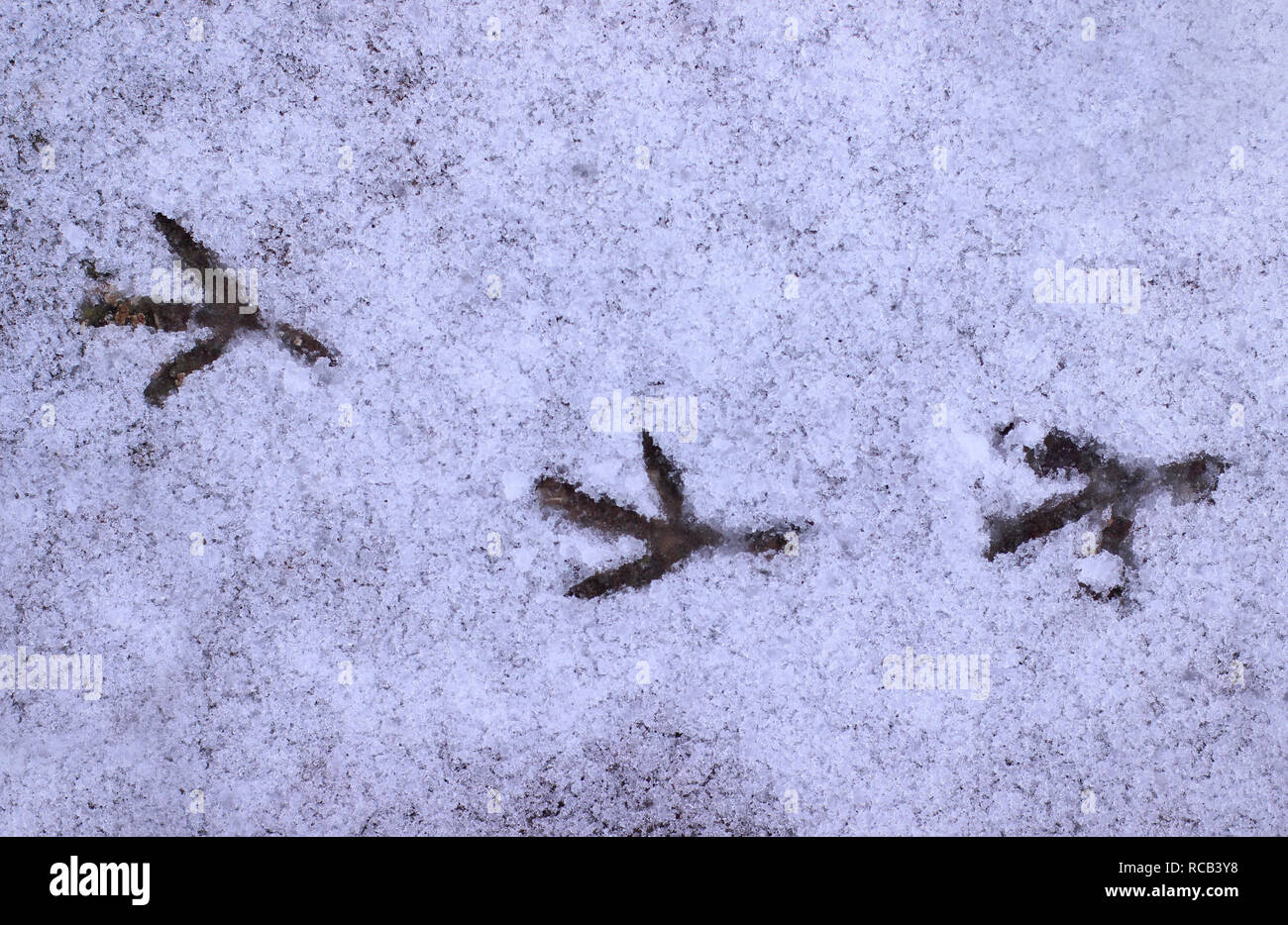 Pigeon footprints in snow hi-res stock photography and images - Alamy