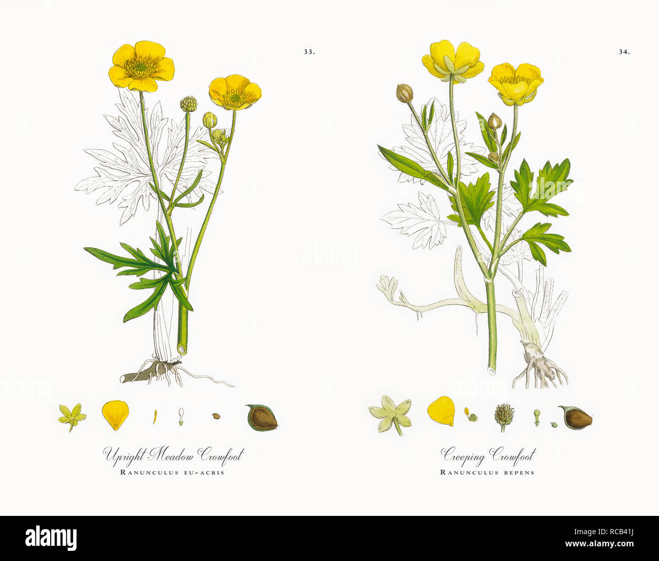 Antique Victorian Botanical Illustrations, Circa 1863 Stock Photo - Alamy