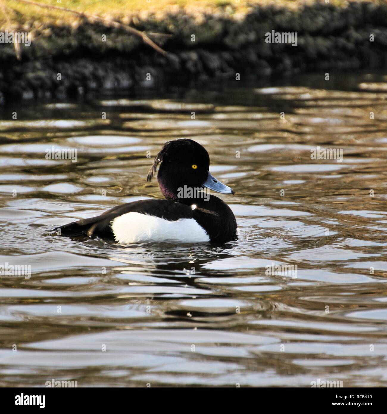 Tufted Duck Picture High Resolution Stock Photography and Images - Alamy