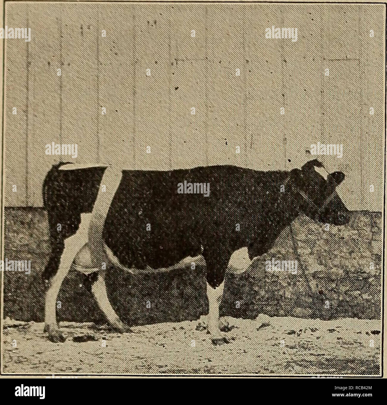 Cows badger hi-res stock photography and images - Alamy